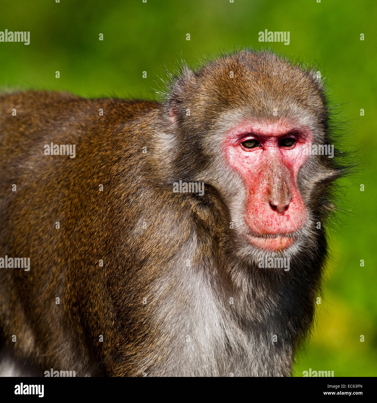 Japanese Macaque Macaca fuscata Stock Photo - Alamy