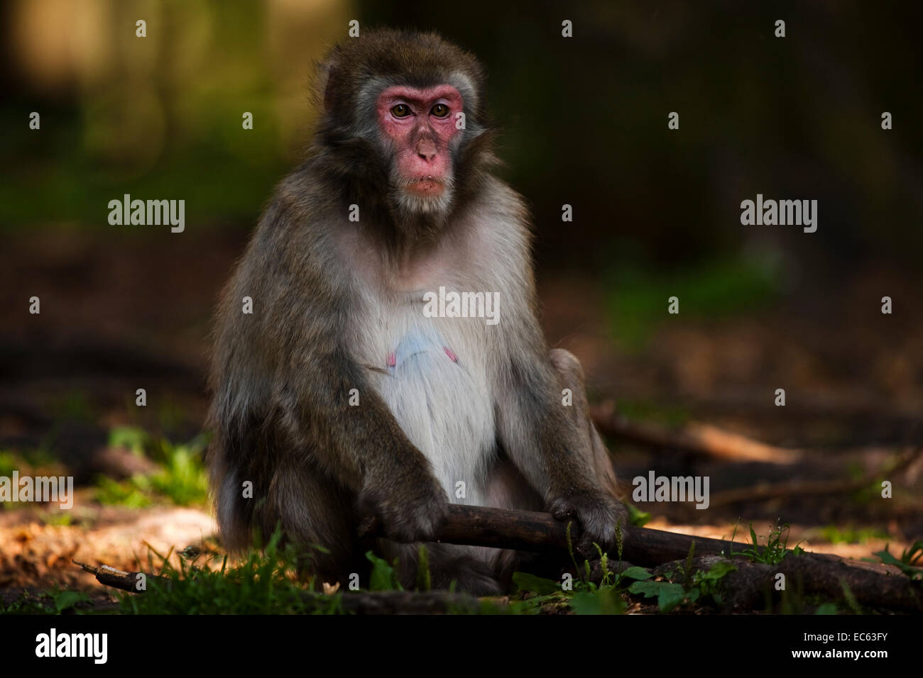 Japanese Macaque Macaca fuscata Stock Photo - Alamy