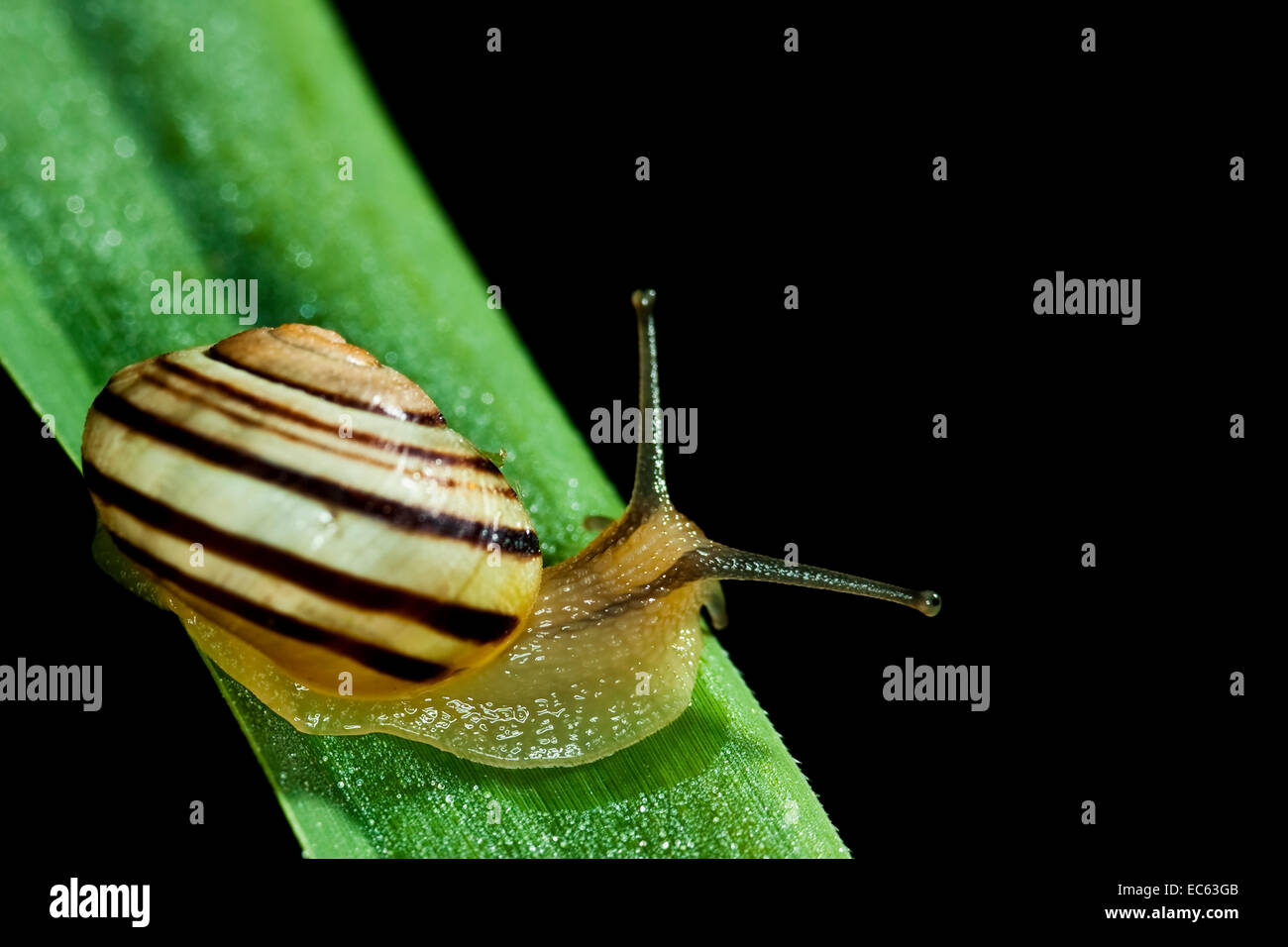 Cepaea shell Cepaea Stock Photo - Alamy