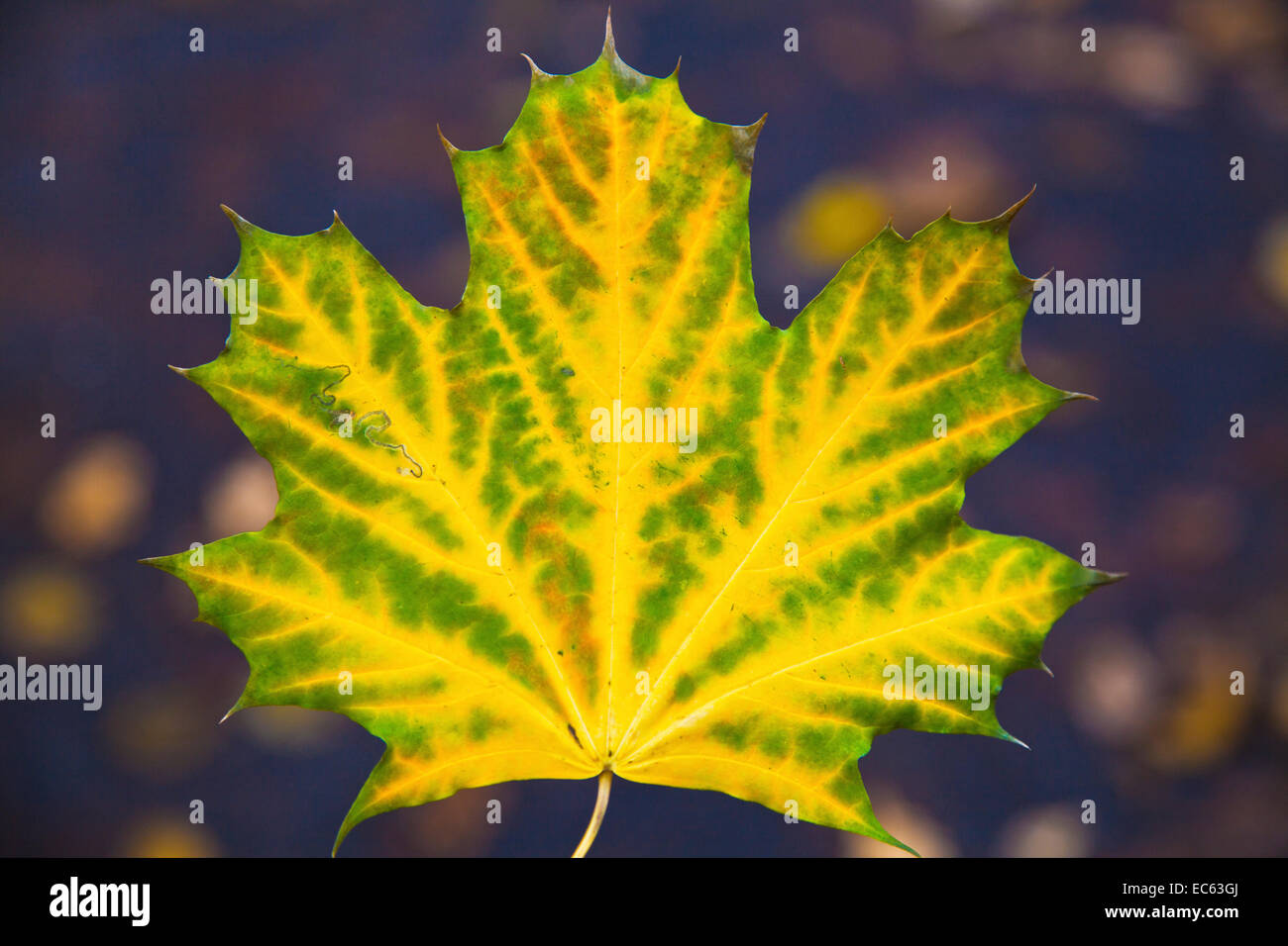 Maple leaf, autumn mood Stock Photo - Alamy