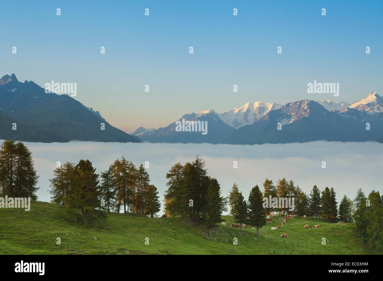 Pasture in the Engadine, mountain landscape Stock Photo - Alamy