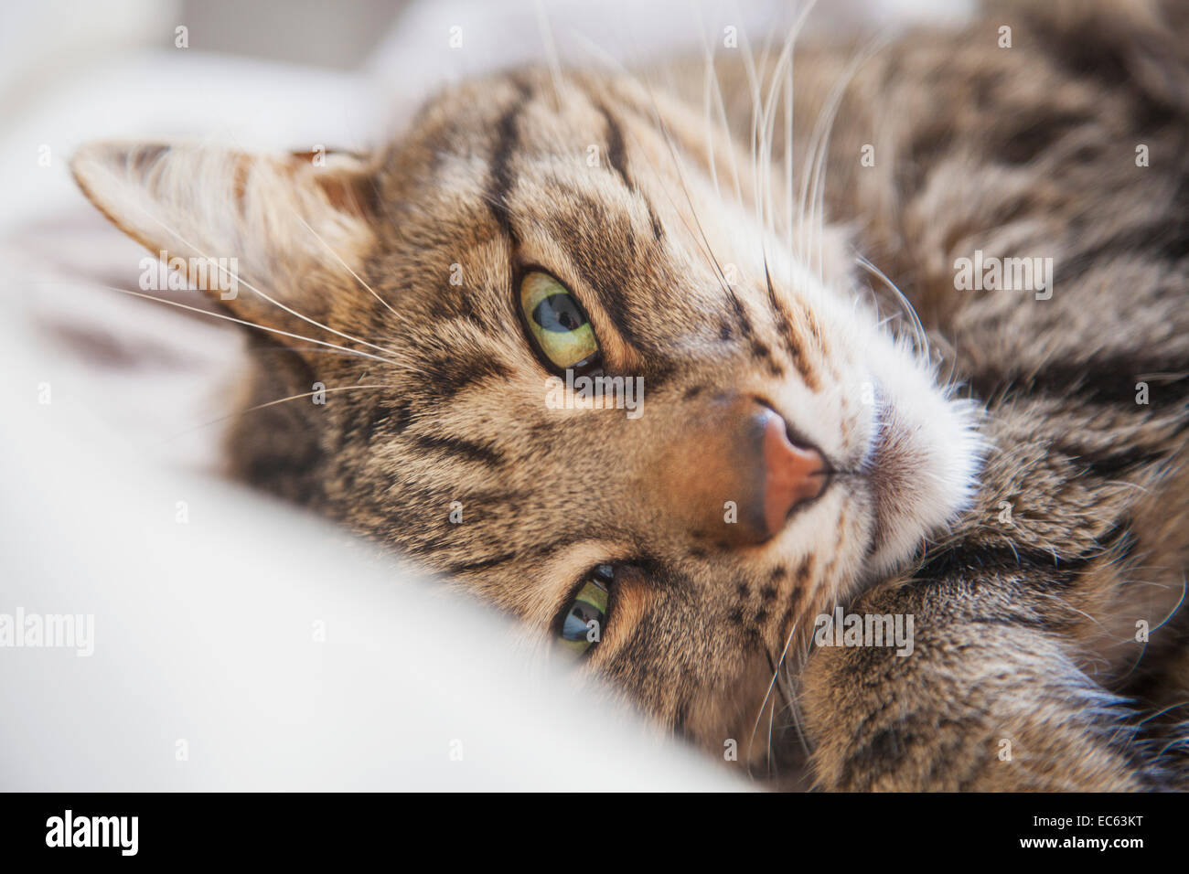 Cat on the sofa in the sunlight, tomcat, tired, rest Stock Photo - Alamy