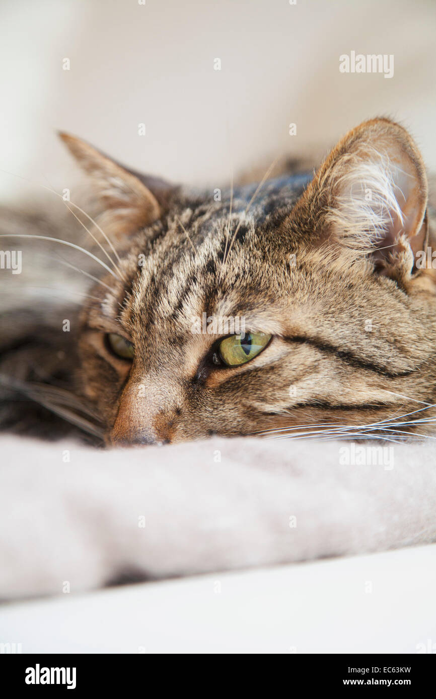 Tired tomcat hi-res stock photography and images - Alamy