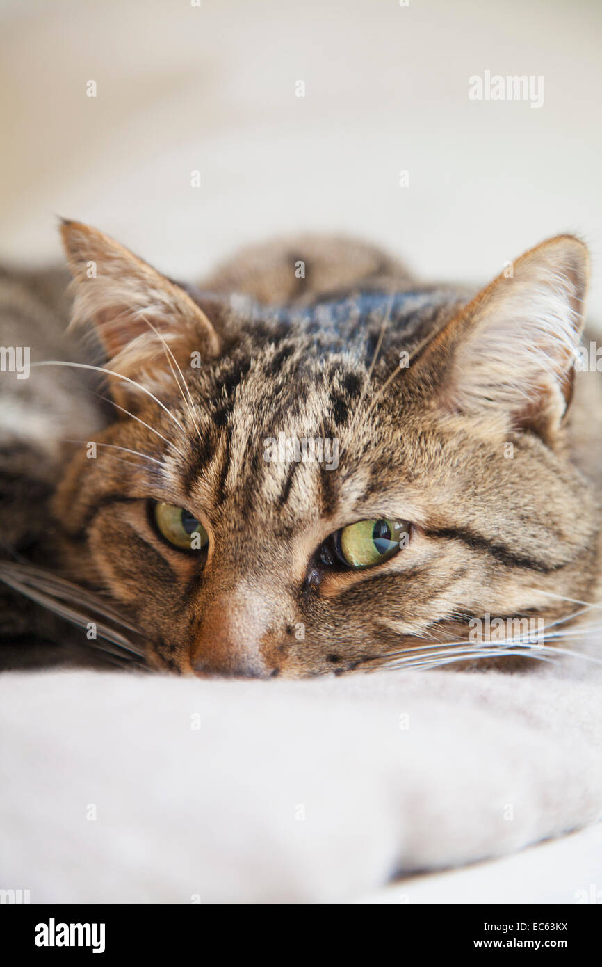 Tired tomcat hi-res stock photography and images - Alamy