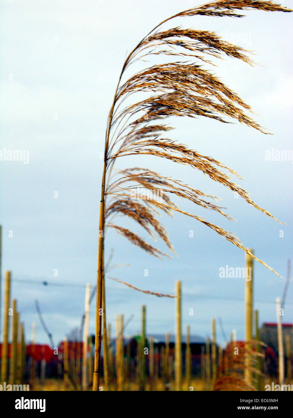 A grain plant Stock Photo - Alamy