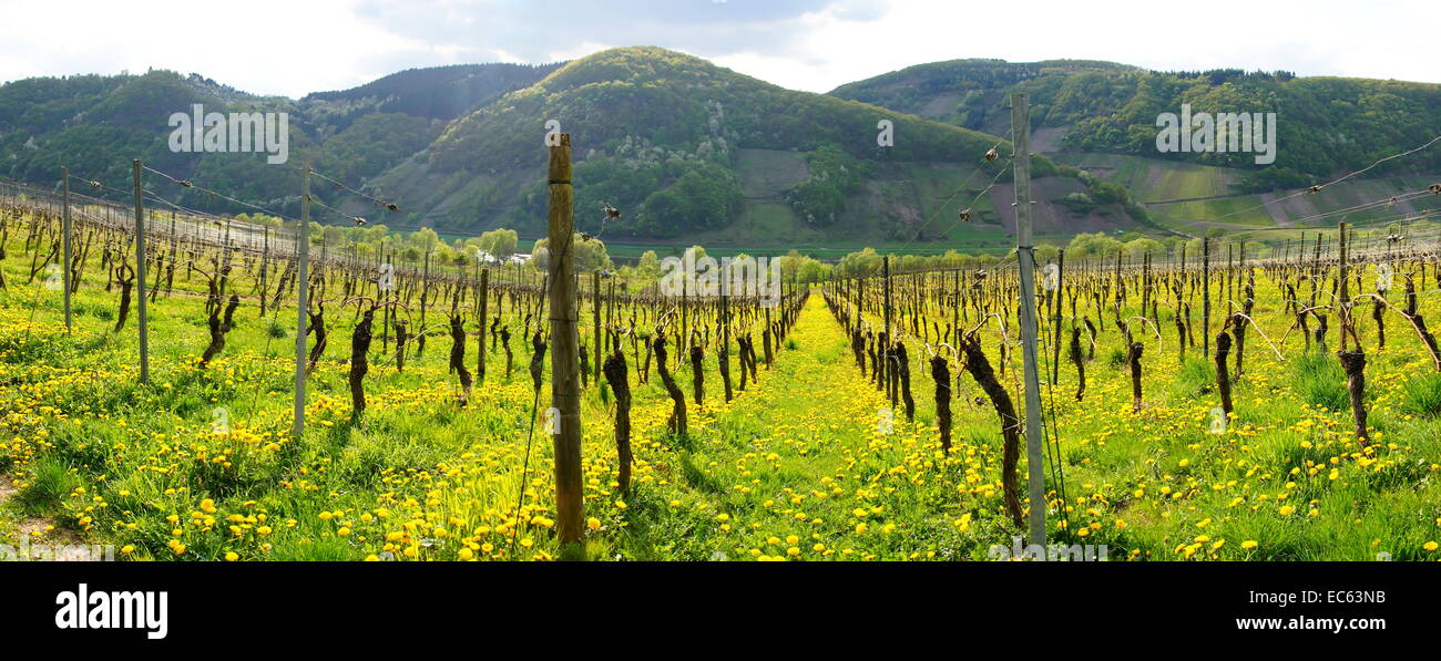 vineyards in springtime Stock Photo - Alamy
