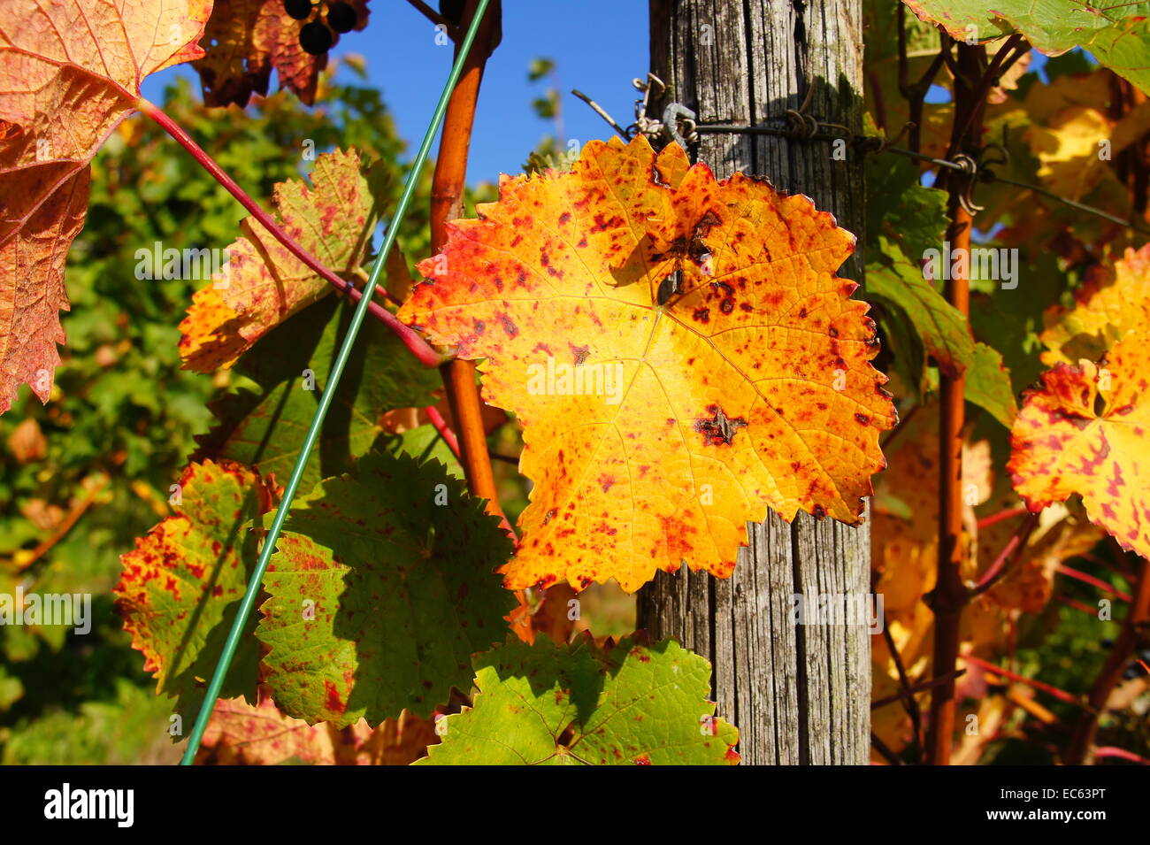 red yellow wine leaf Stock Photo - Alamy