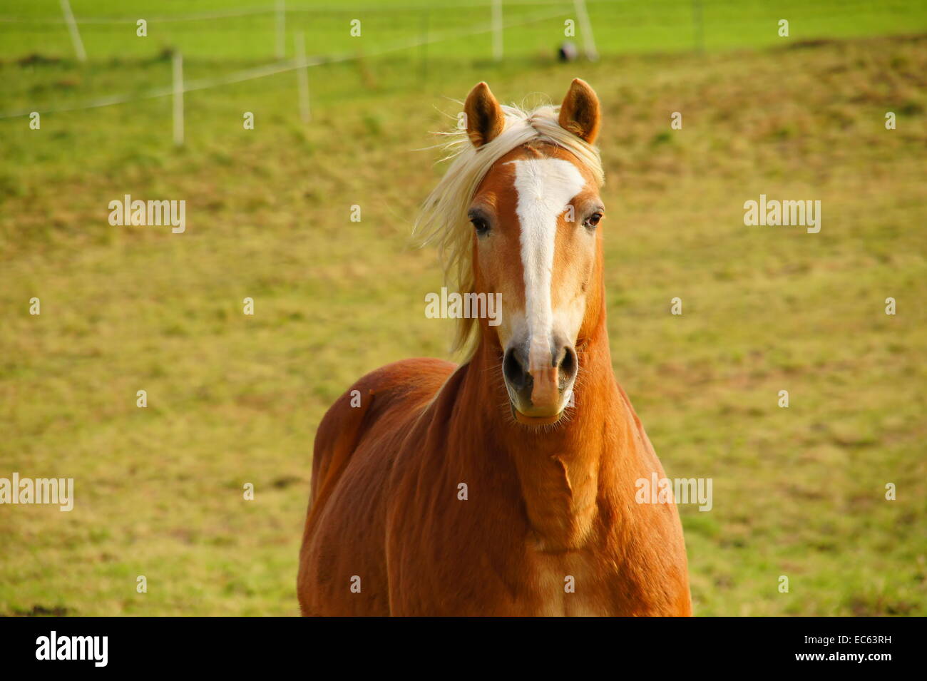 Haflinger breeding hi-res stock photography and images - Alamy