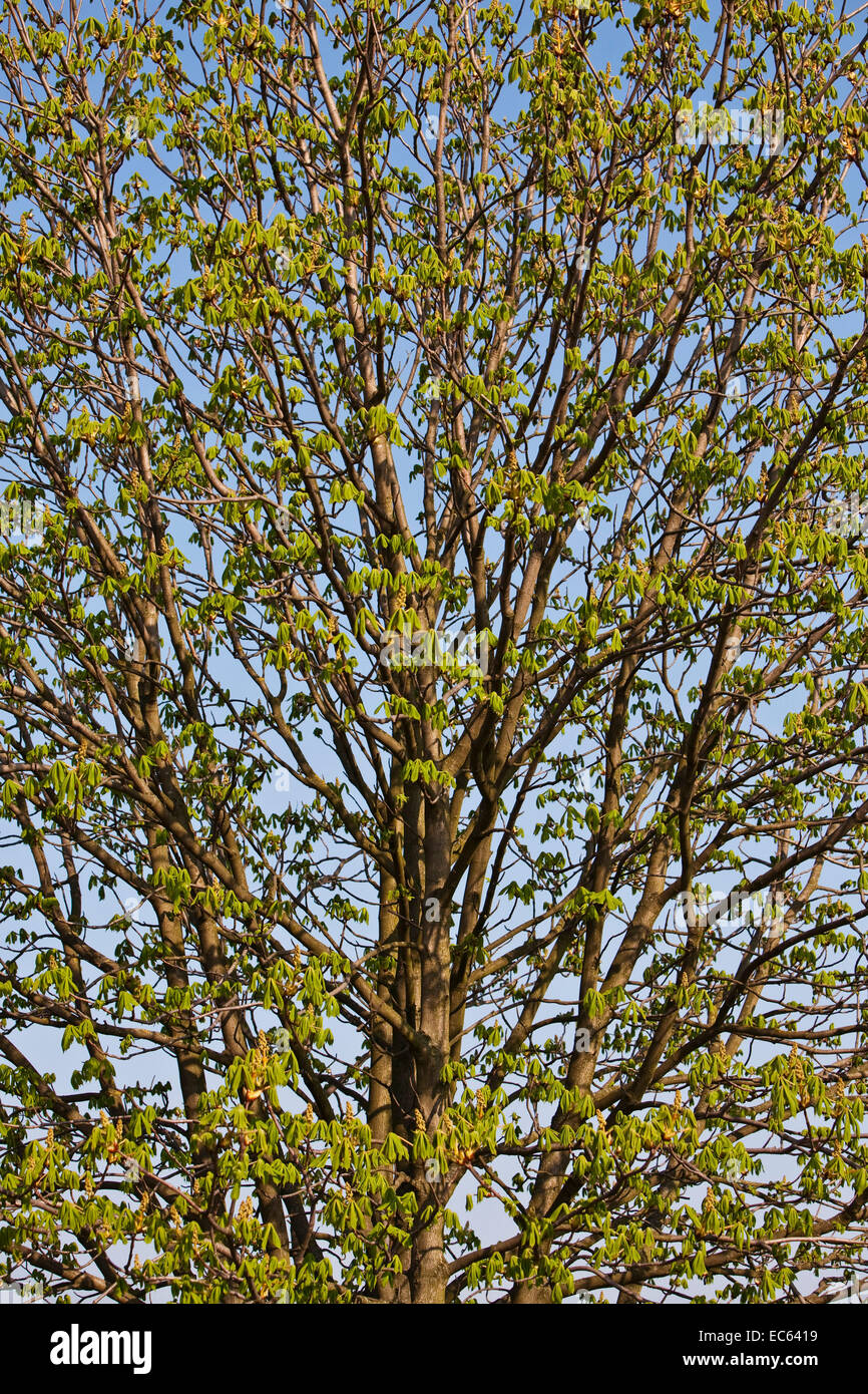 chestnut tree in spring Stock Photo - Alamy