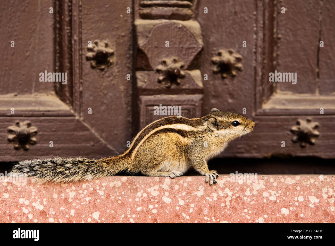 Siberian chipmunk Tamias sibiricus , India, Asia Stock Photo - Alamy