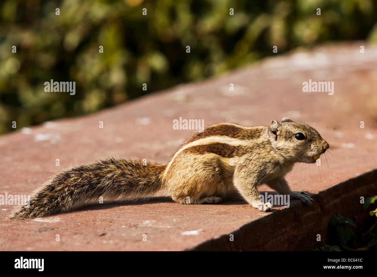 Siberian chipmunk Tamias sibiricus , India, Asia Stock Photo - Alamy