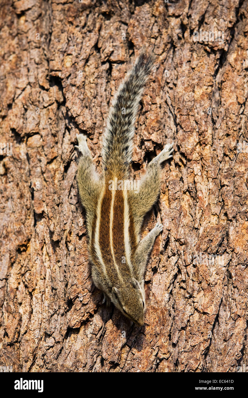 Siberian chipmunk Tamias sibiricus , India, Asia Stock Photo - Alamy