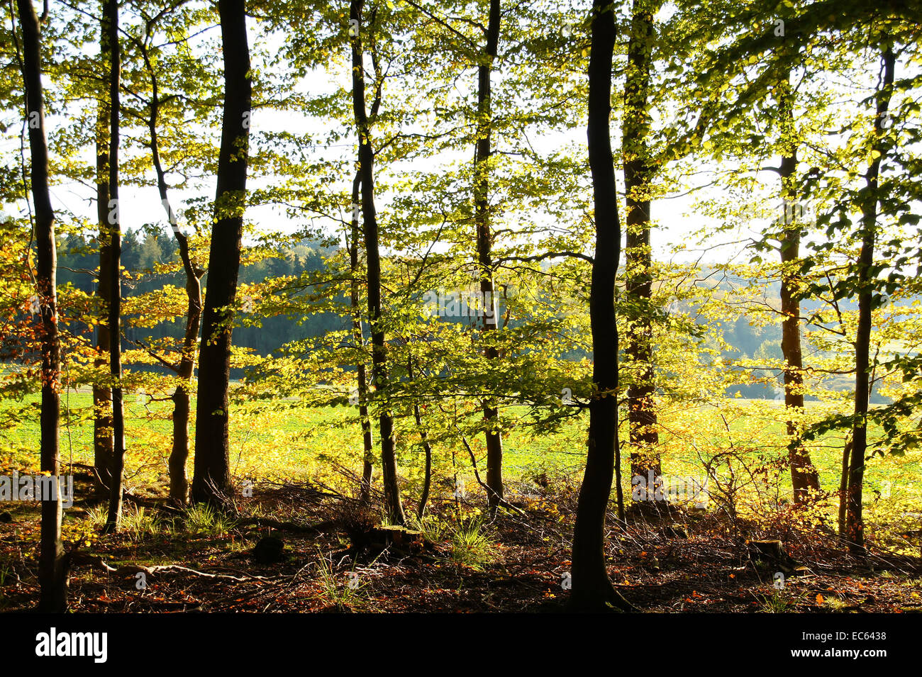 beech trees in sunlight Stock Photo - Alamy
