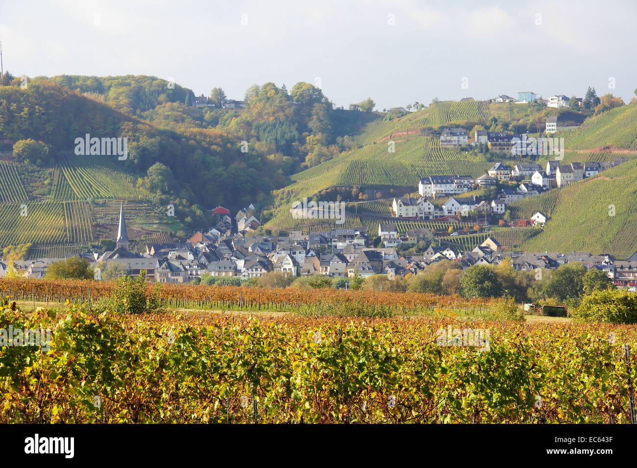 Ürzig on the Moselle Stock Photo - Alamy