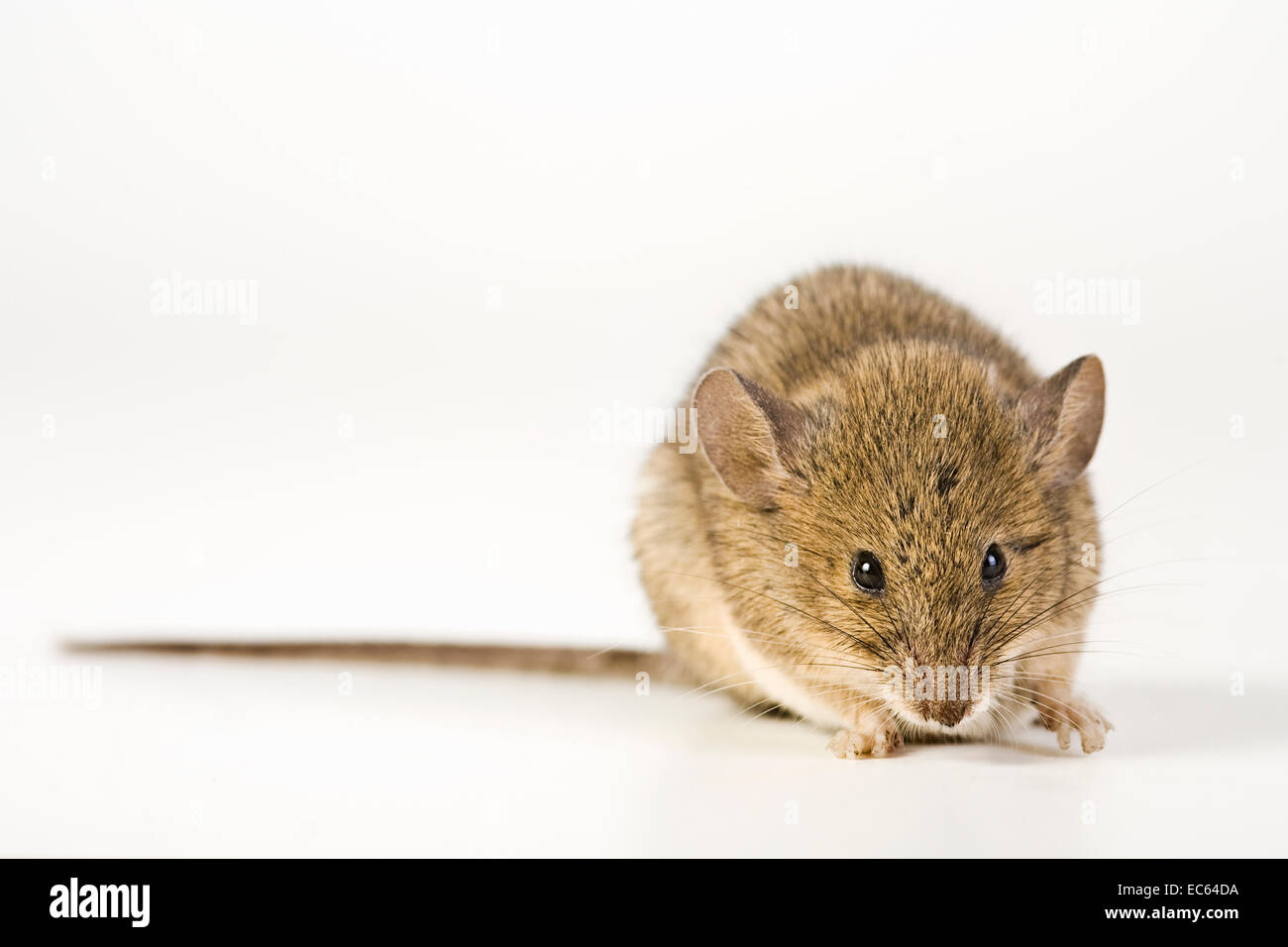 Housemouse hi-res stock photography and images - Alamy