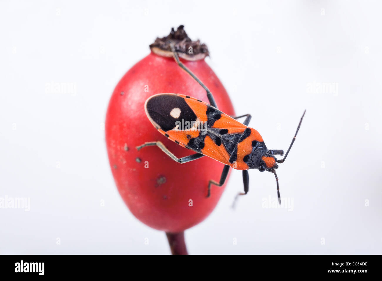 Lygaeid bugs hi-res stock photography and images - Alamy