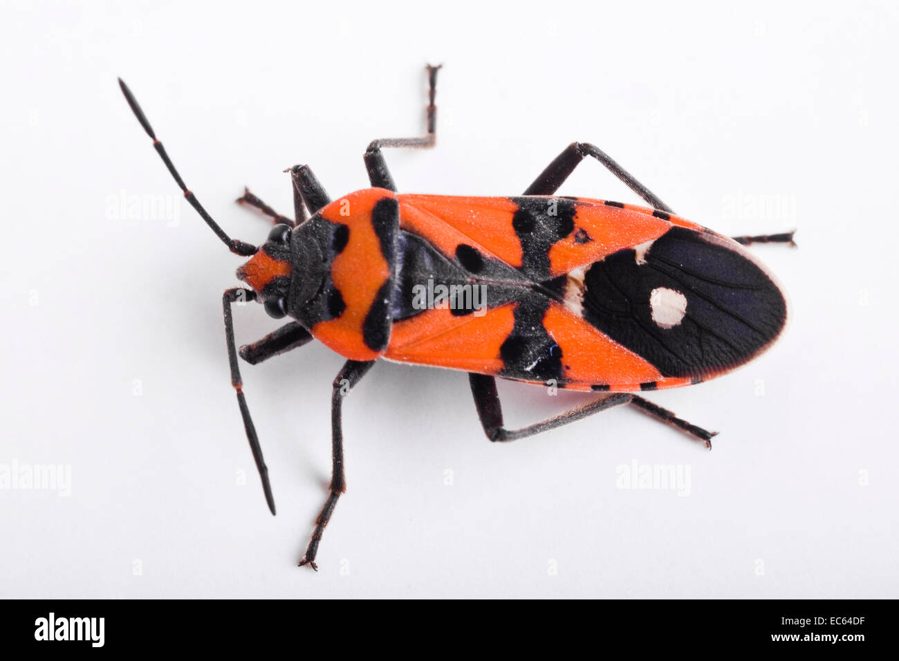 Lygaeid bugs hi-res stock photography and images - Alamy