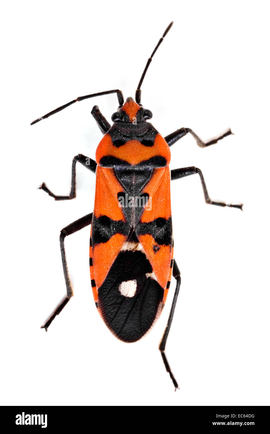 Lygaeid bugs hi-res stock photography and images - Alamy