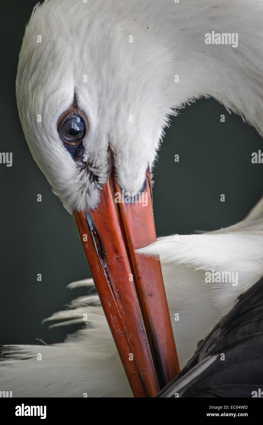 White bellies stork hi-res stock photography and images - Alamy