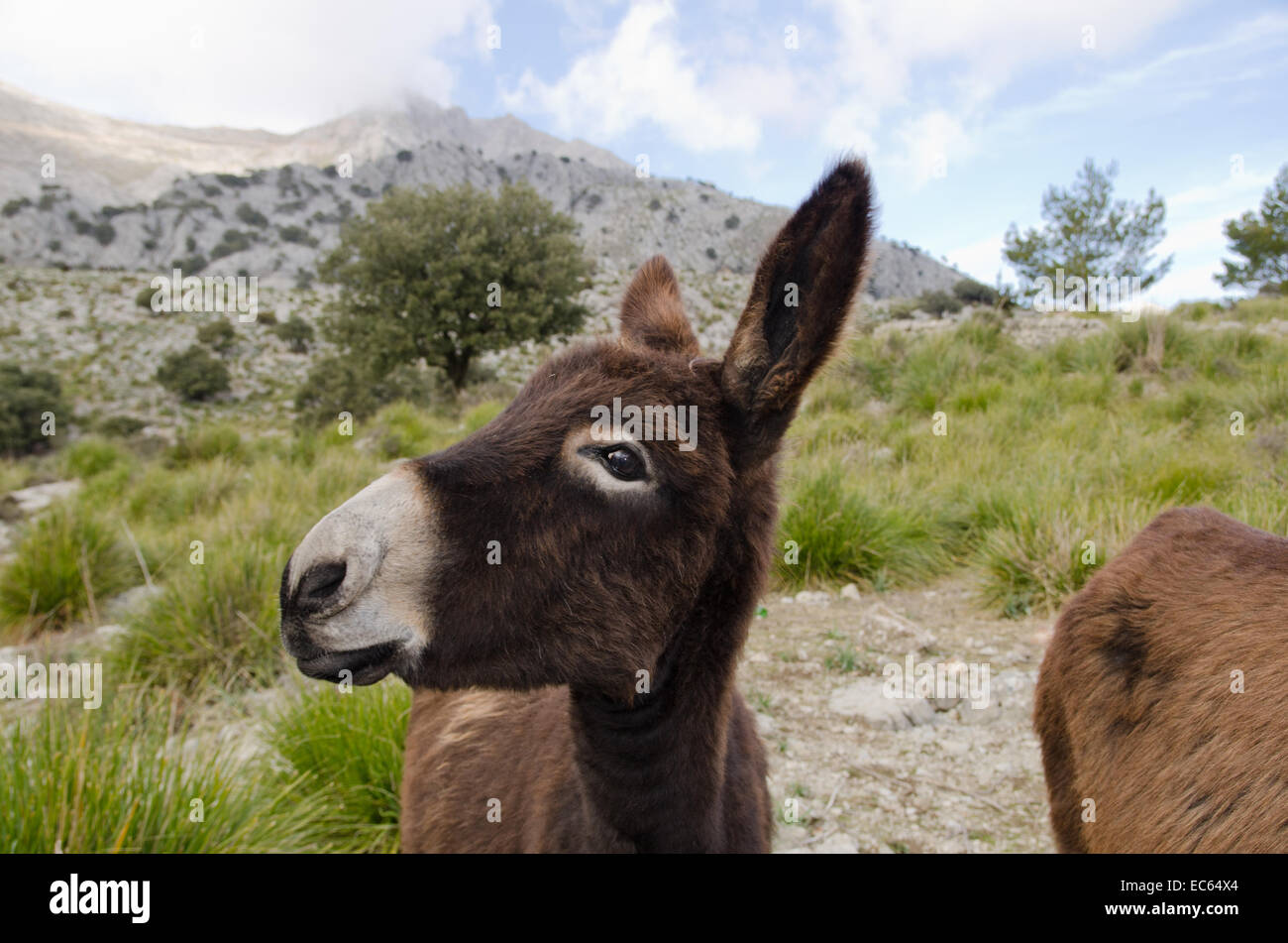 a donkey looks into the camera Stock Photo - Alamy
