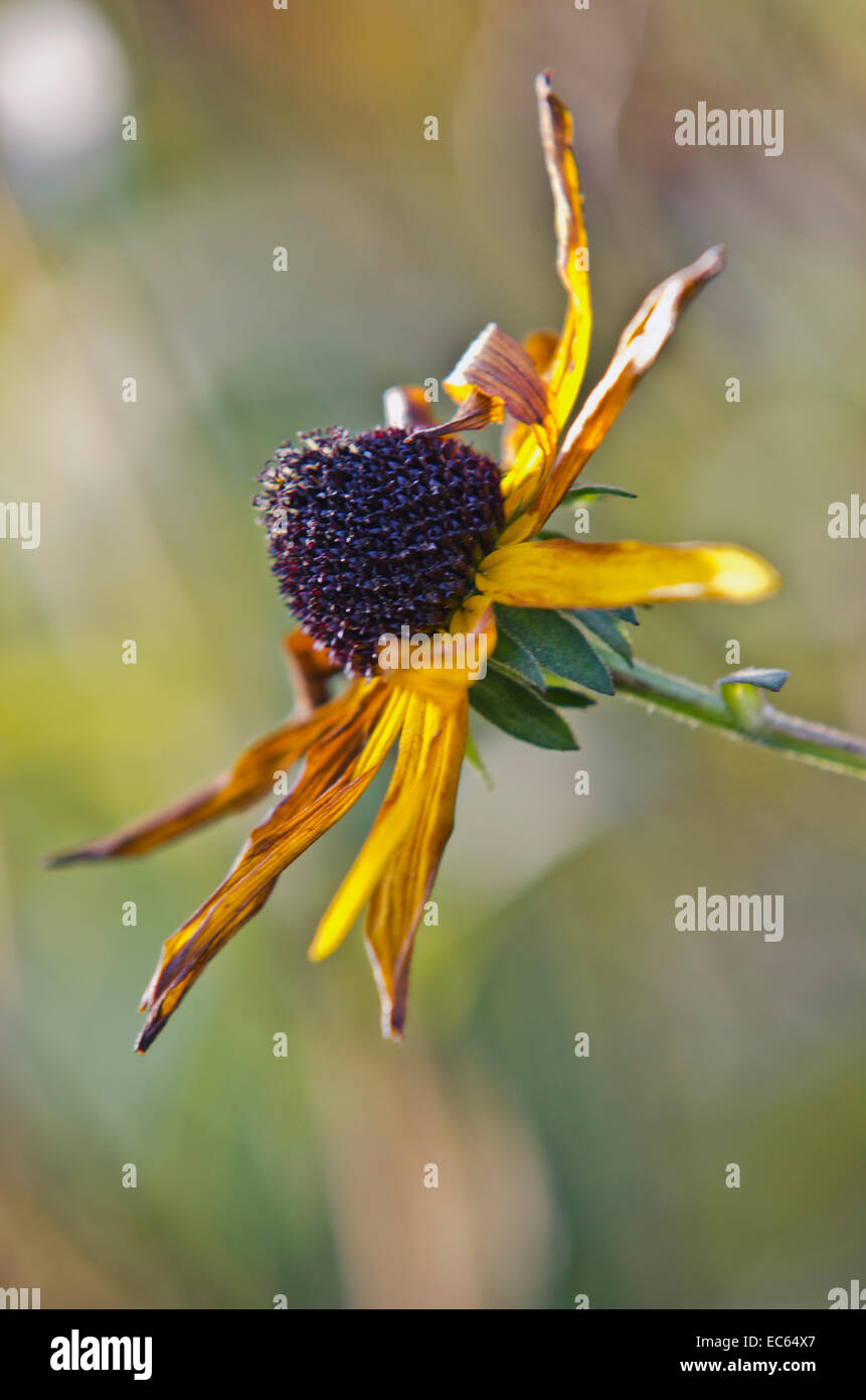 Single withered leaf hi-res stock photography and images - Alamy