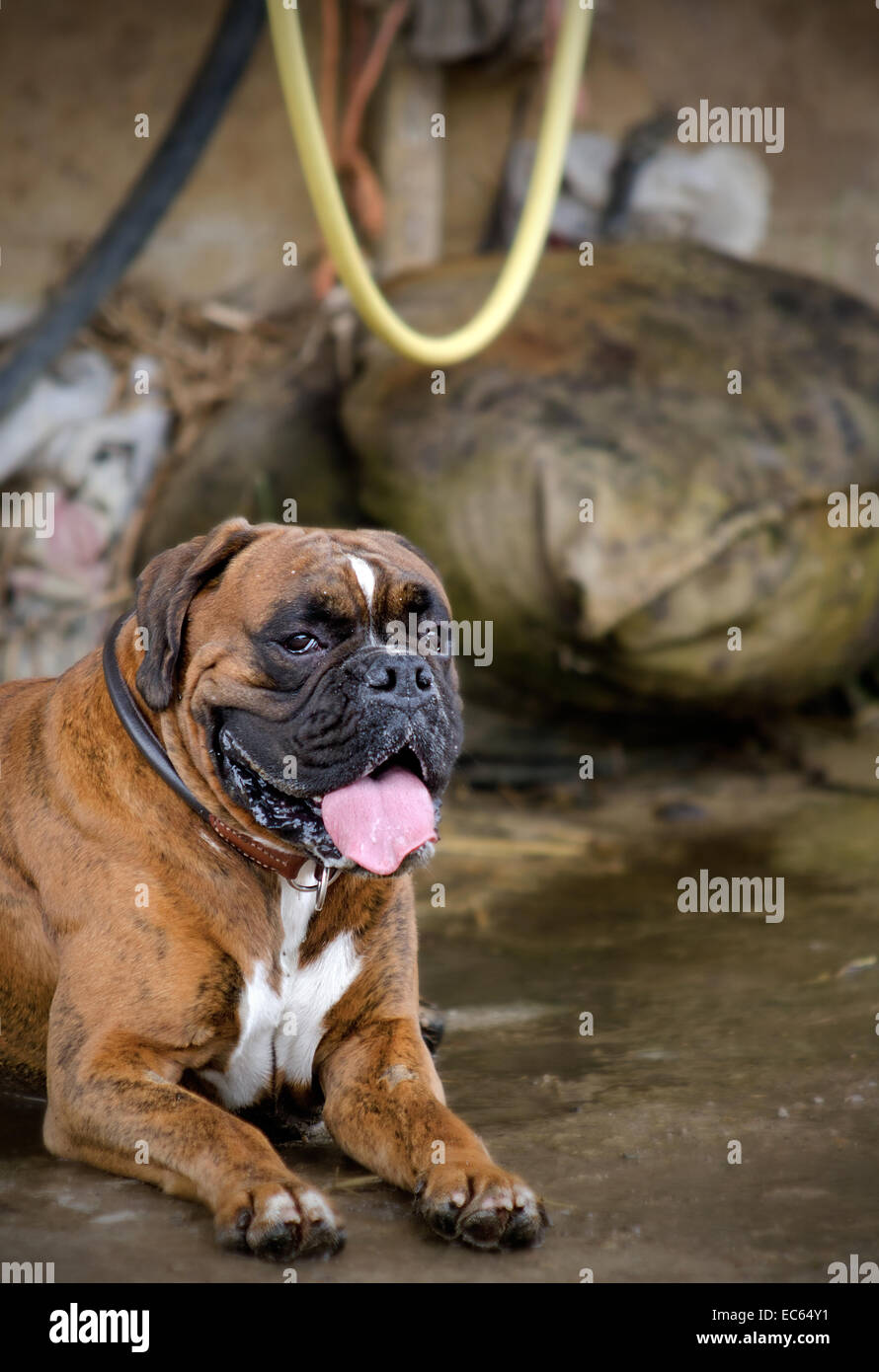 Dog with a long tongue Stock Photo - Alamy