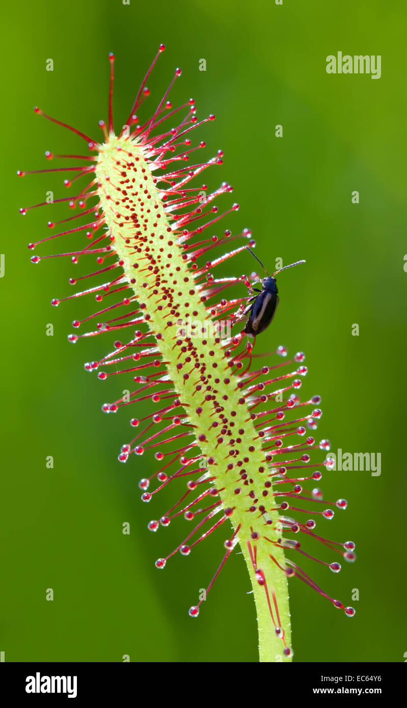 Sundew with bug Stock Photo - Alamy