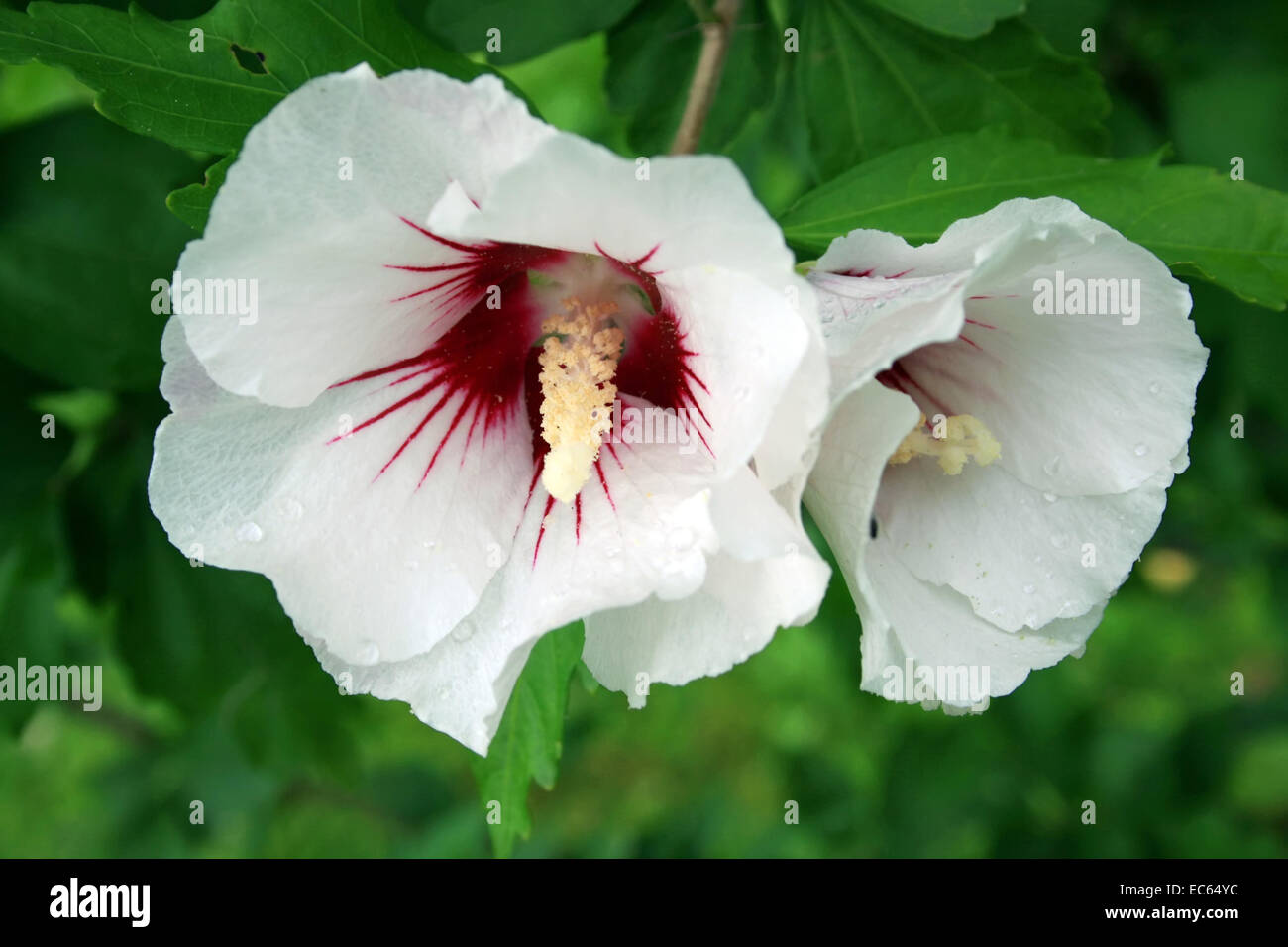 White hibiscus hi-res stock photography and images - Alamy