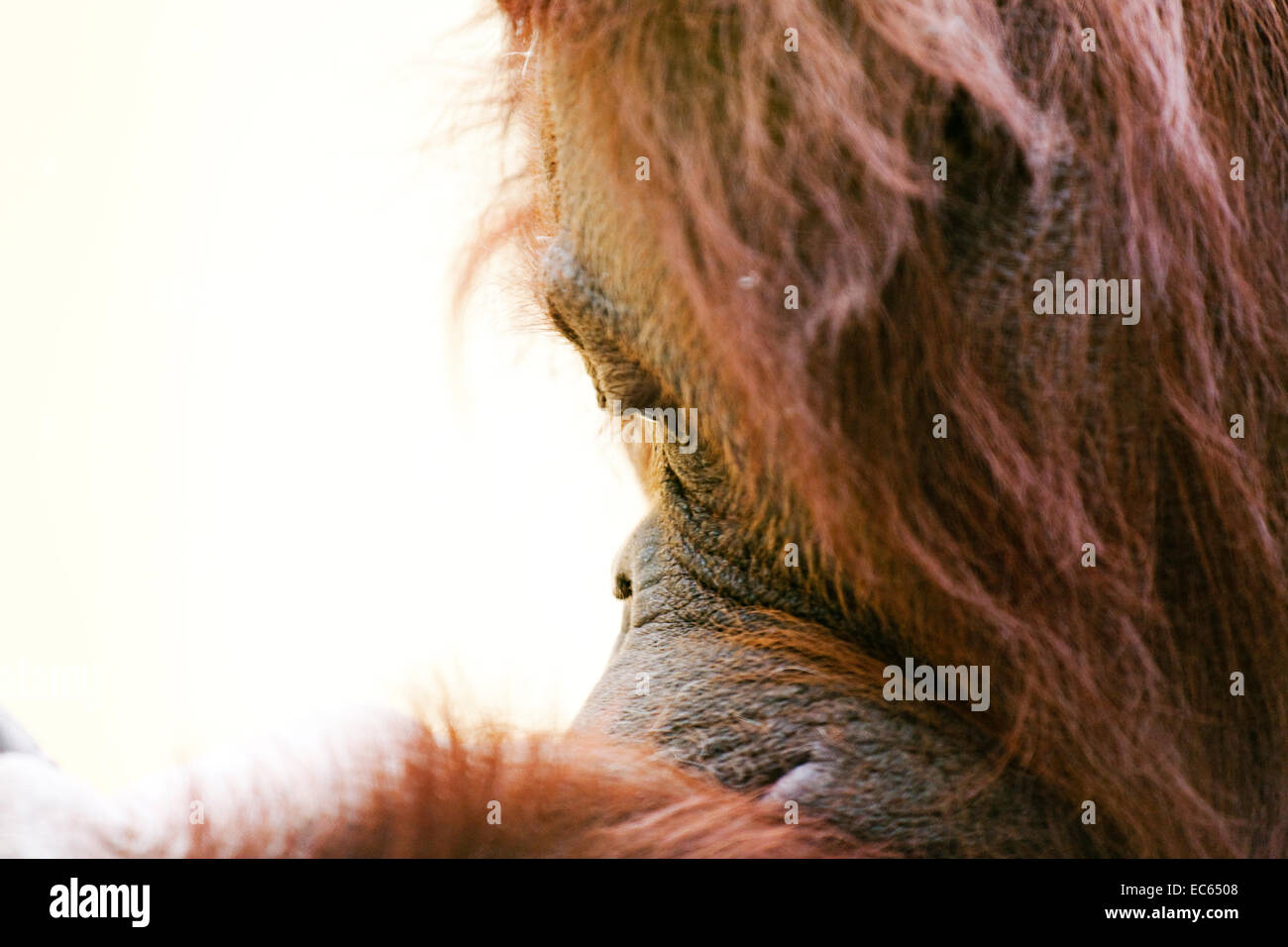 orang-outang Pongo pygmaeus Stock Photo - Alamy