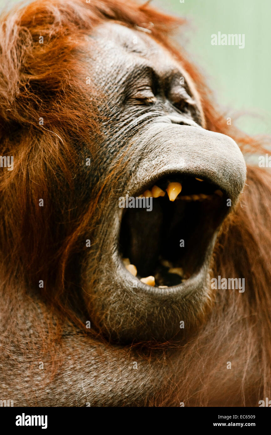 orang-outang Pongo pygmaeus Stock Photo - Alamy