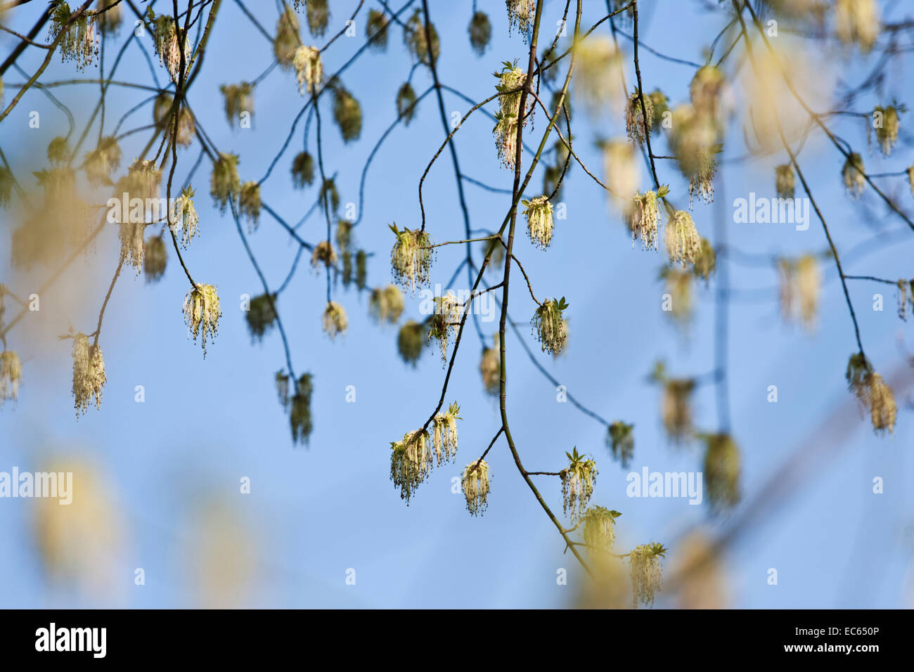 ash-leaved maple in spring Acer negundo Stock Photo - Alamy