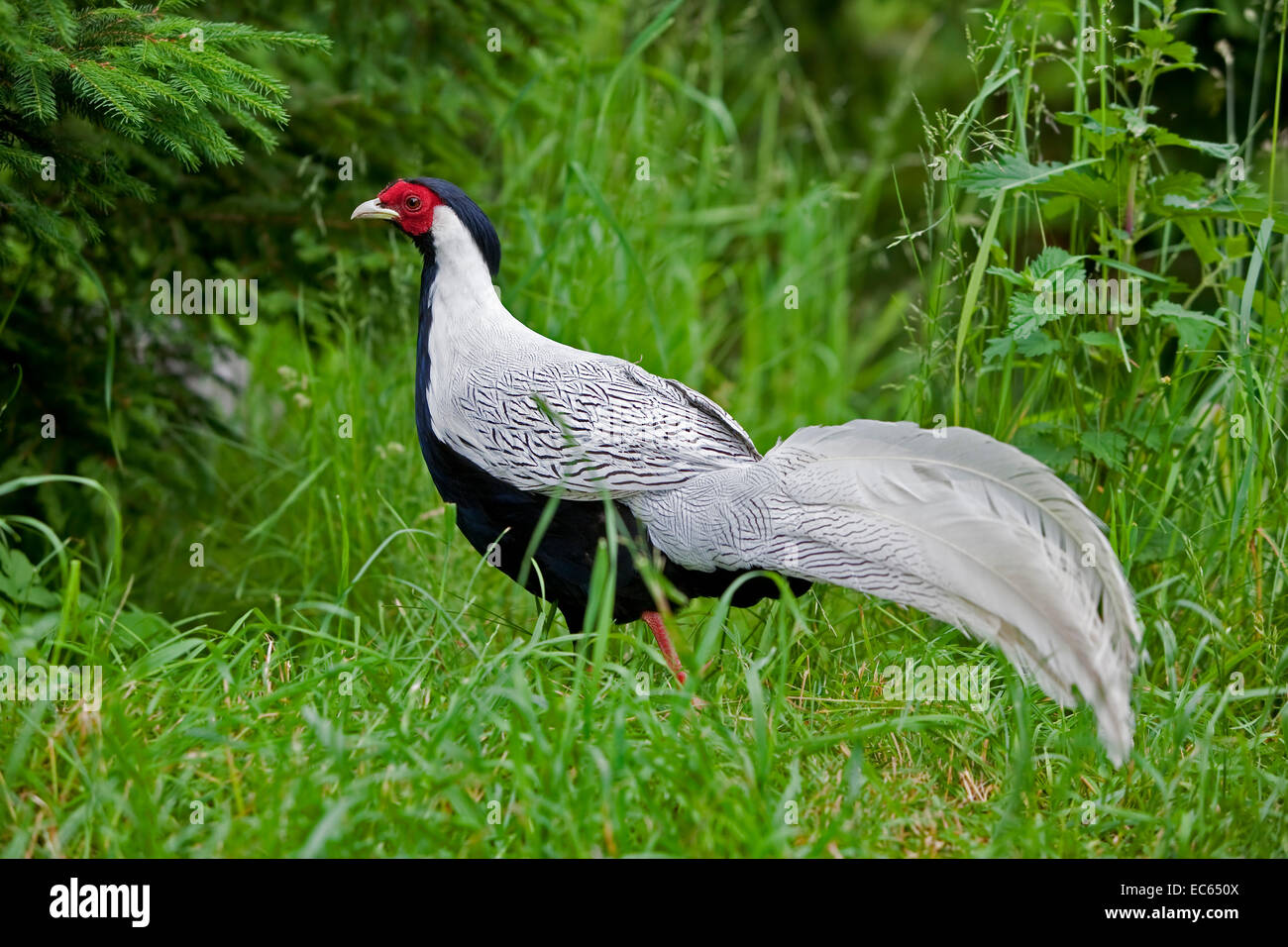 silver pheasant Lophura nycthemera male Stock Photo - Alamy