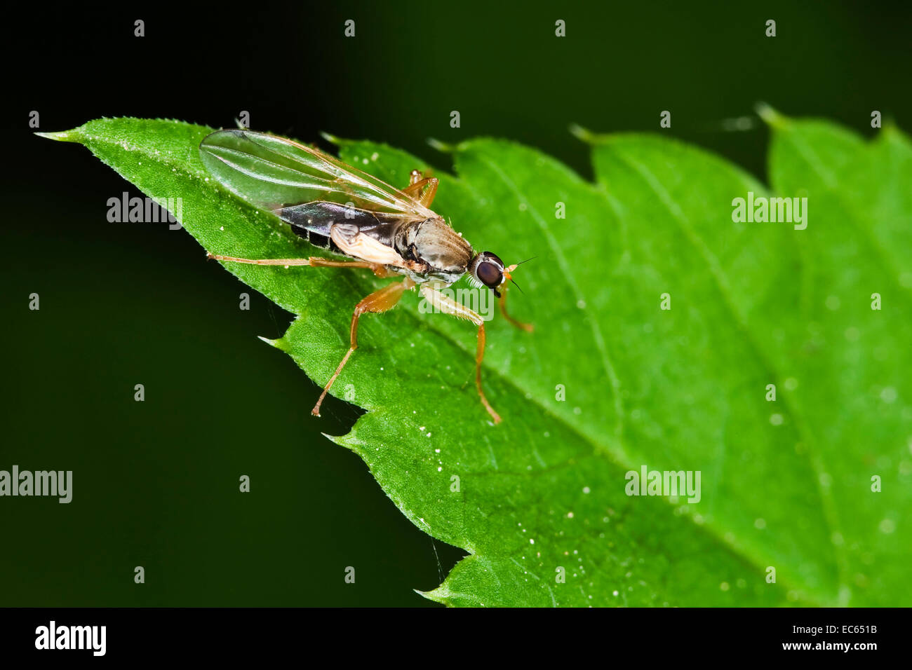 Diptera suborder hi-res stock photography and images - Alamy