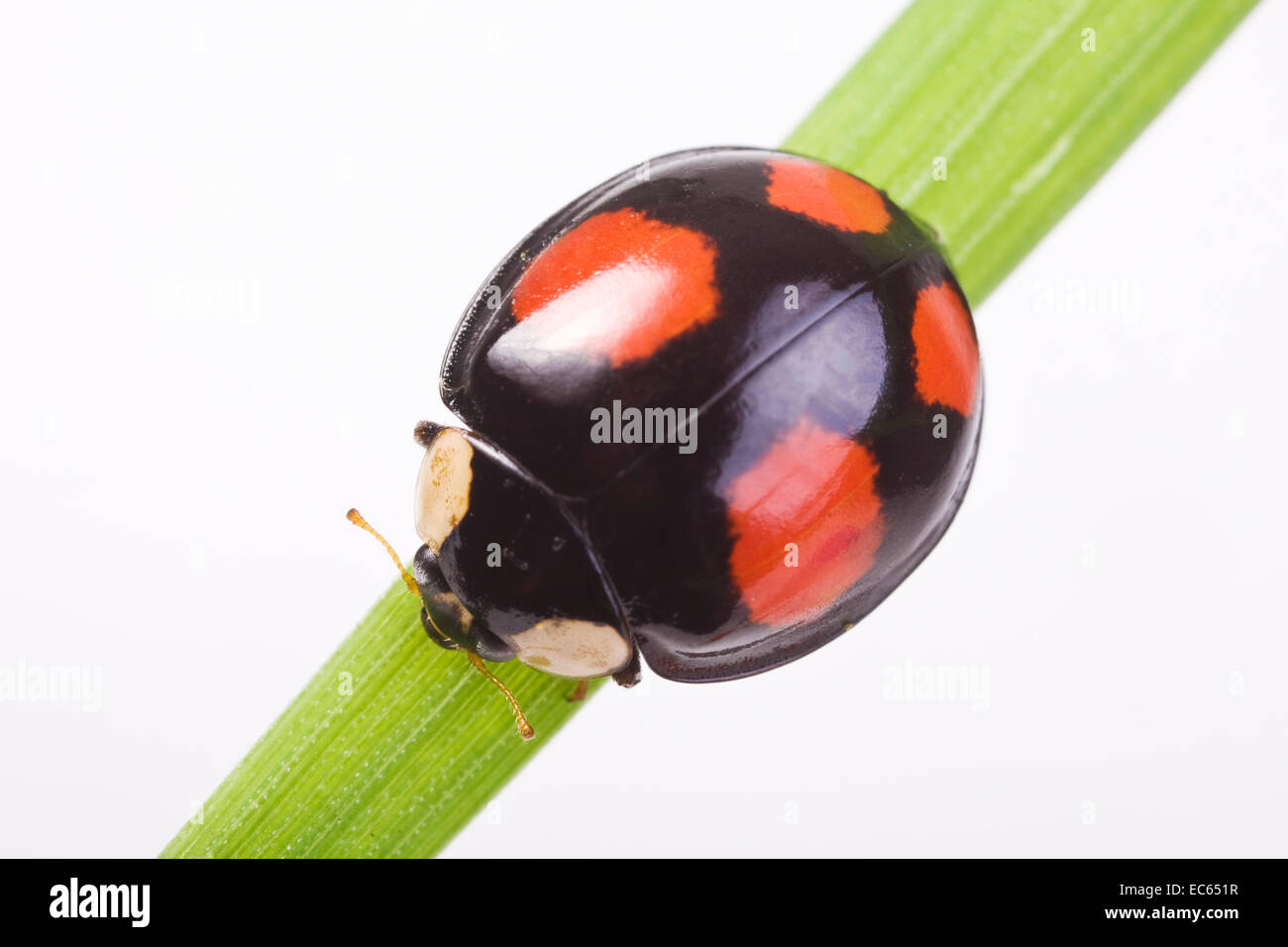 two-spotted lady beetle Adalia bipunctata dark version Stock Photo - Alamy