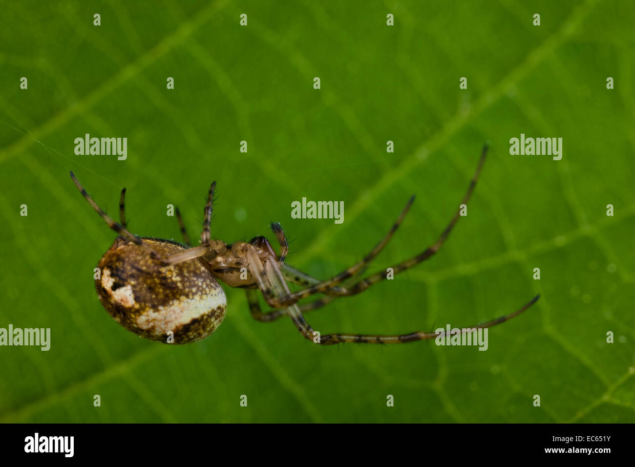 long-jawed spider Metellina segmentata Stock Photo - Alamy