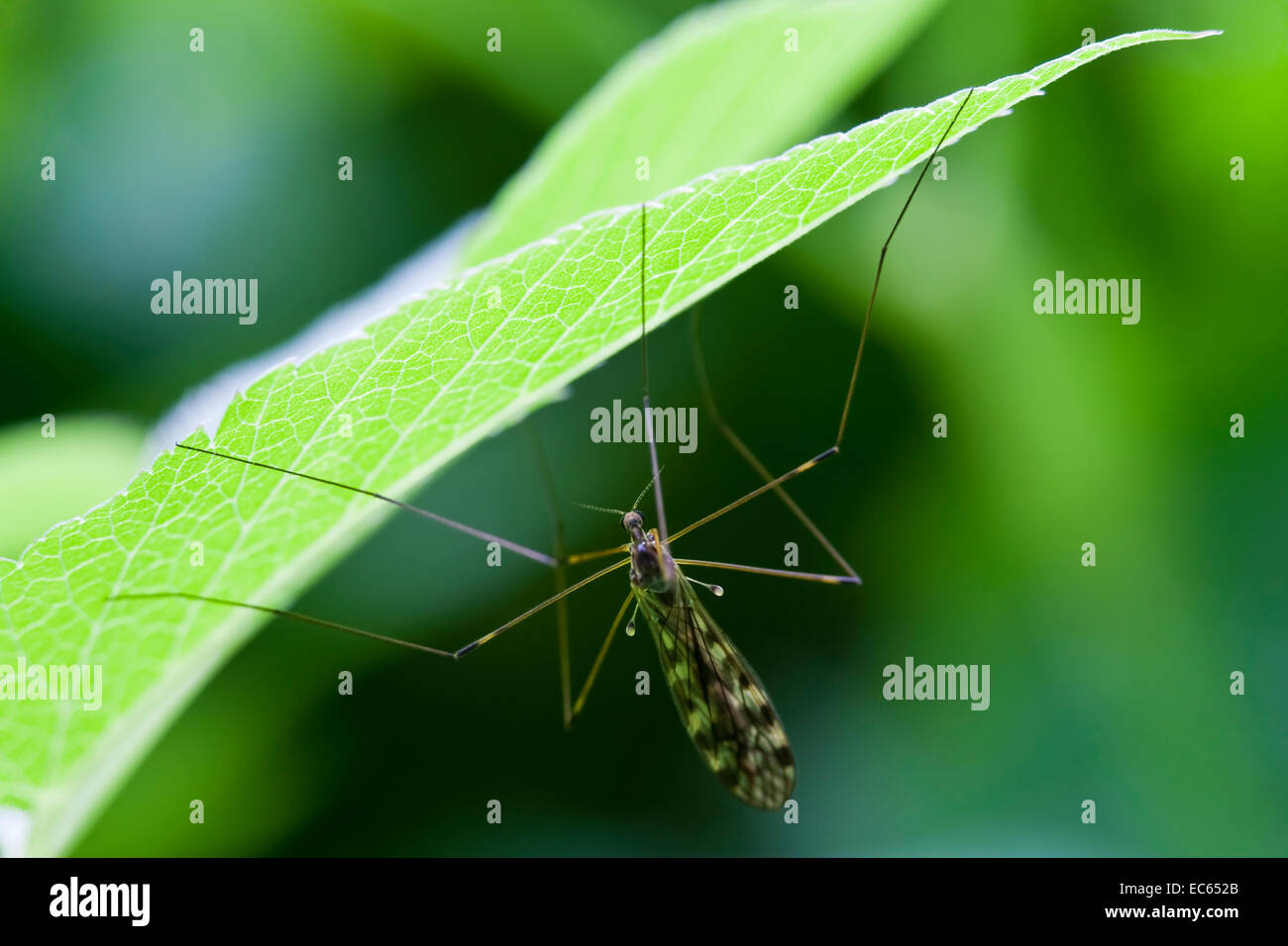 Insects Tipulidae High Resolution Stock Photography and Images - Alamy
