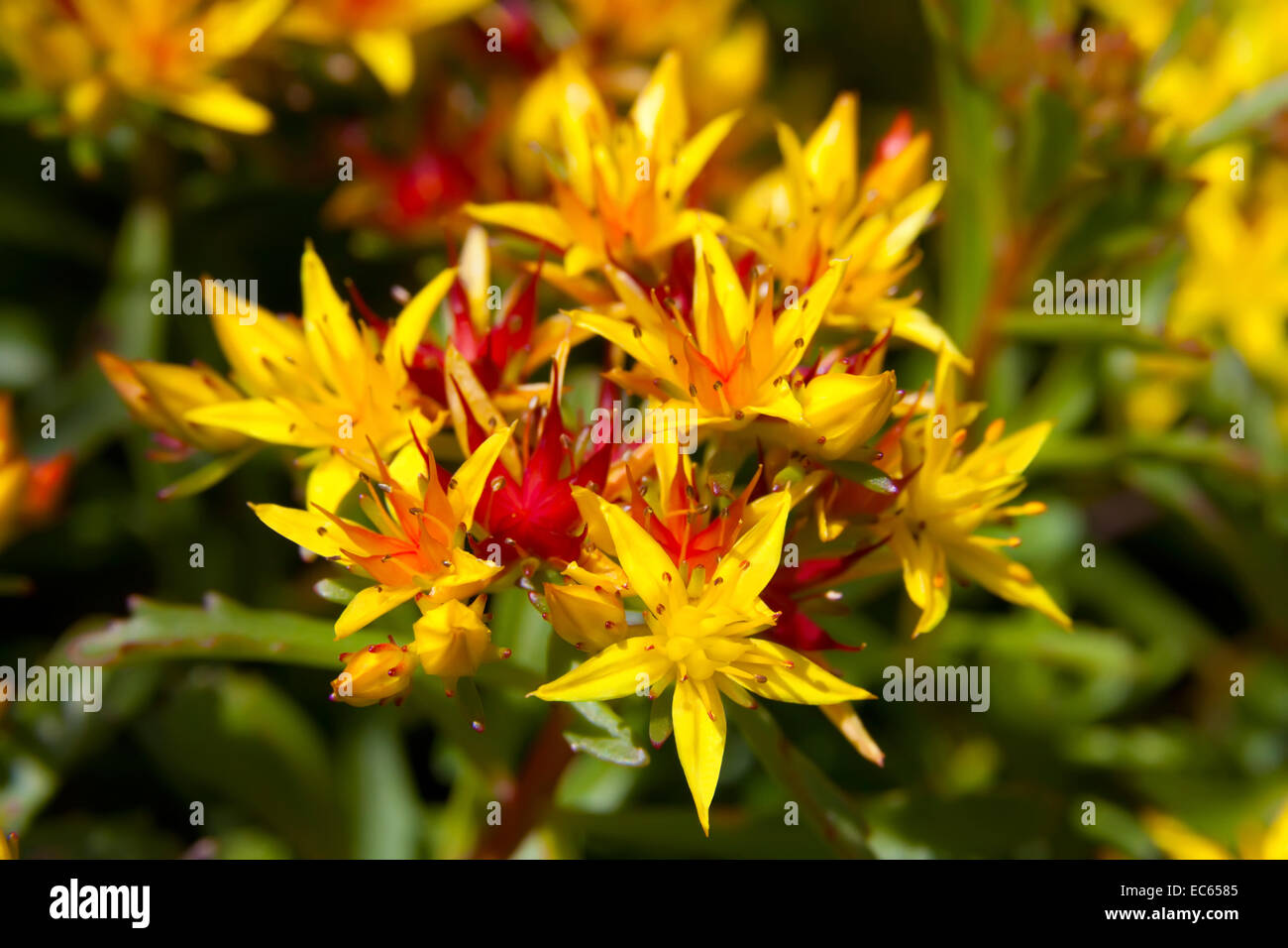 Red Leaf Stonecrop Stock Photos & Red Leaf Stonecrop Stock Images - Alamy