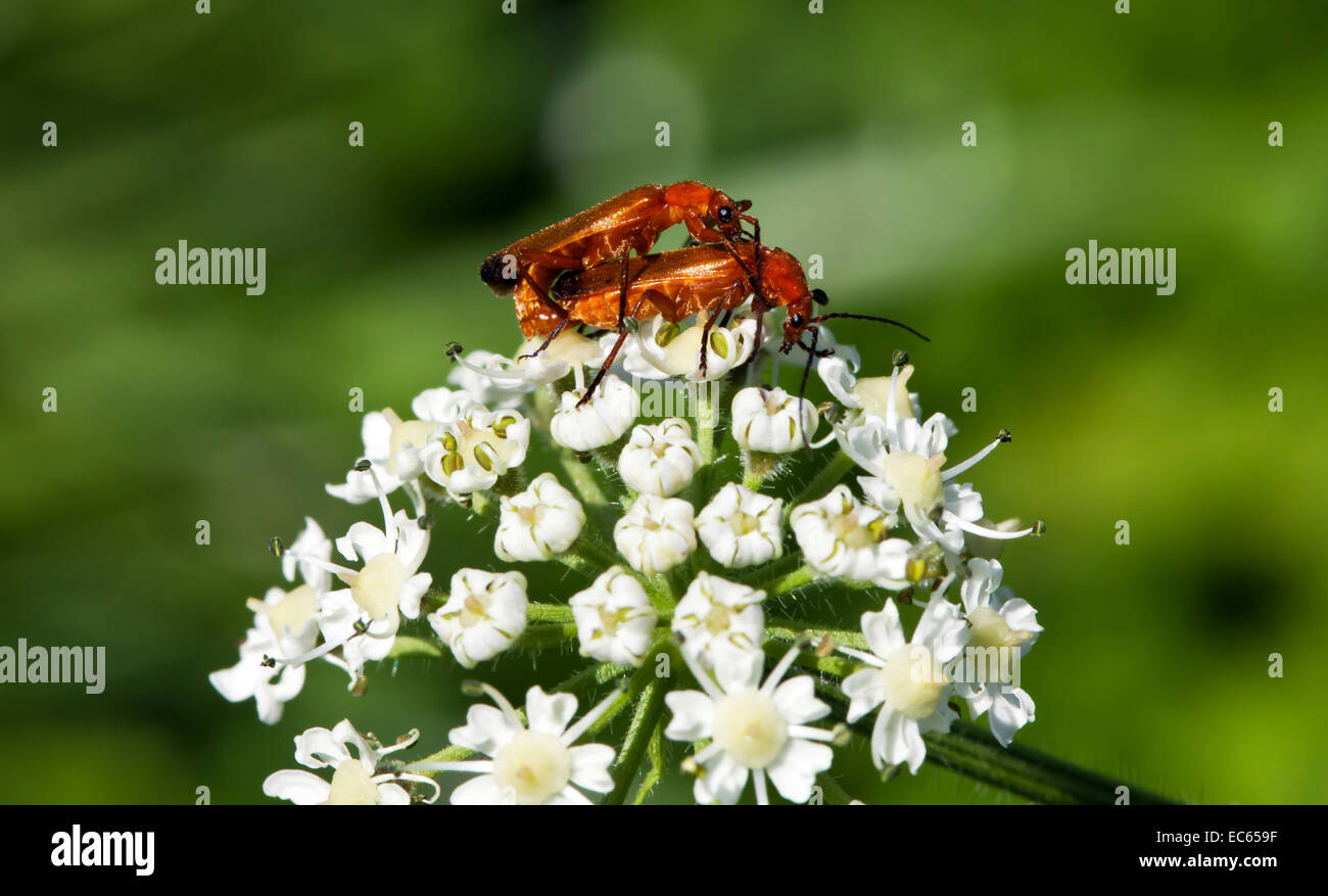Love insects hi-res stock photography and images - Alamy