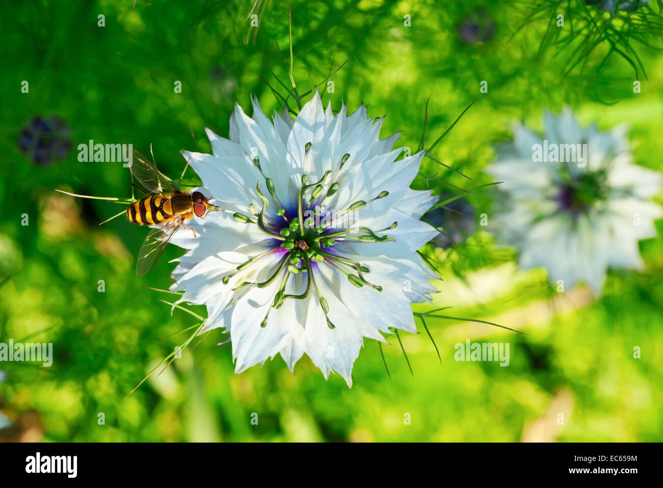 Cumin flower hi-res stock photography and images - Alamy