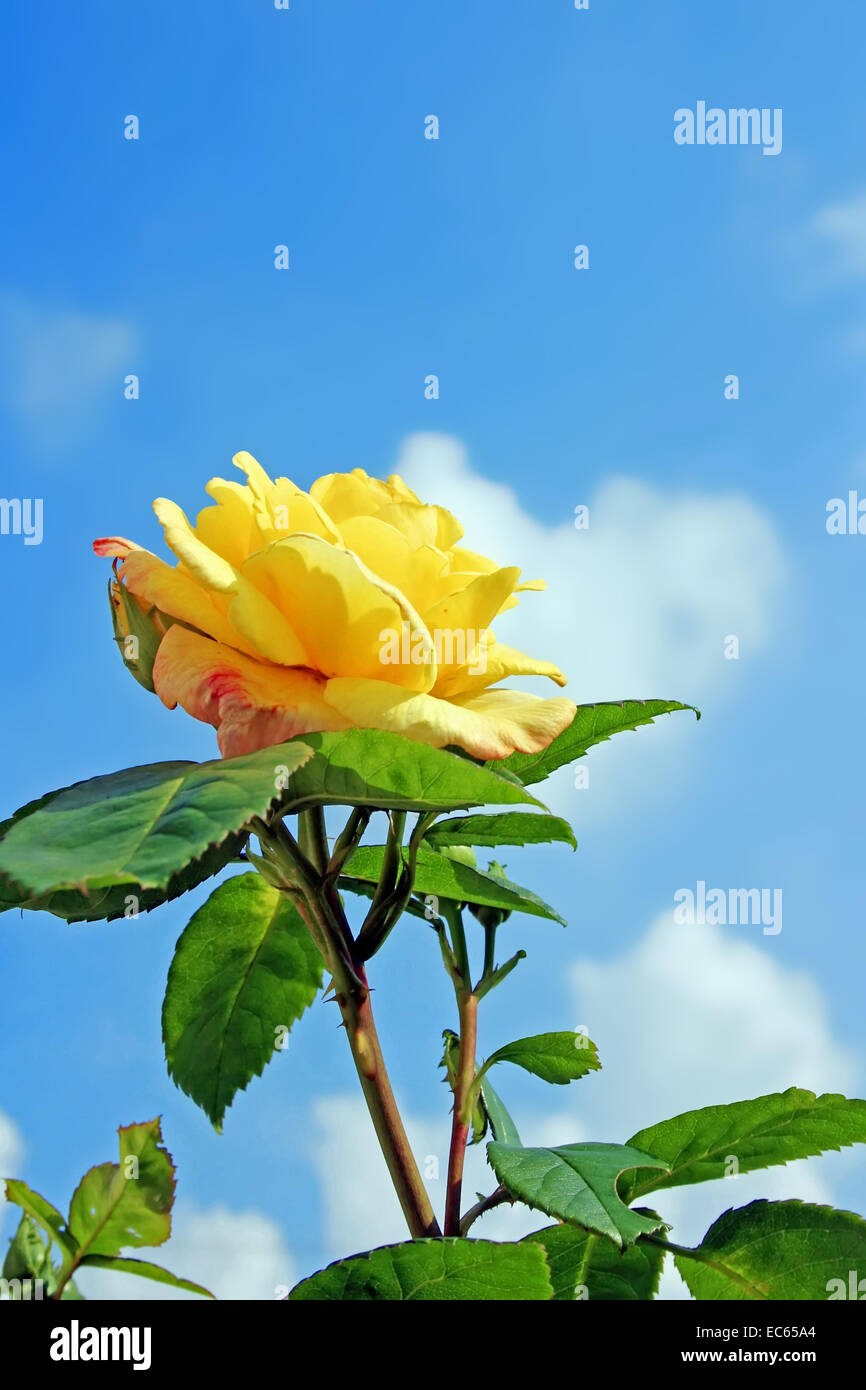 Rose and heaven hi-res stock photography and images - Alamy