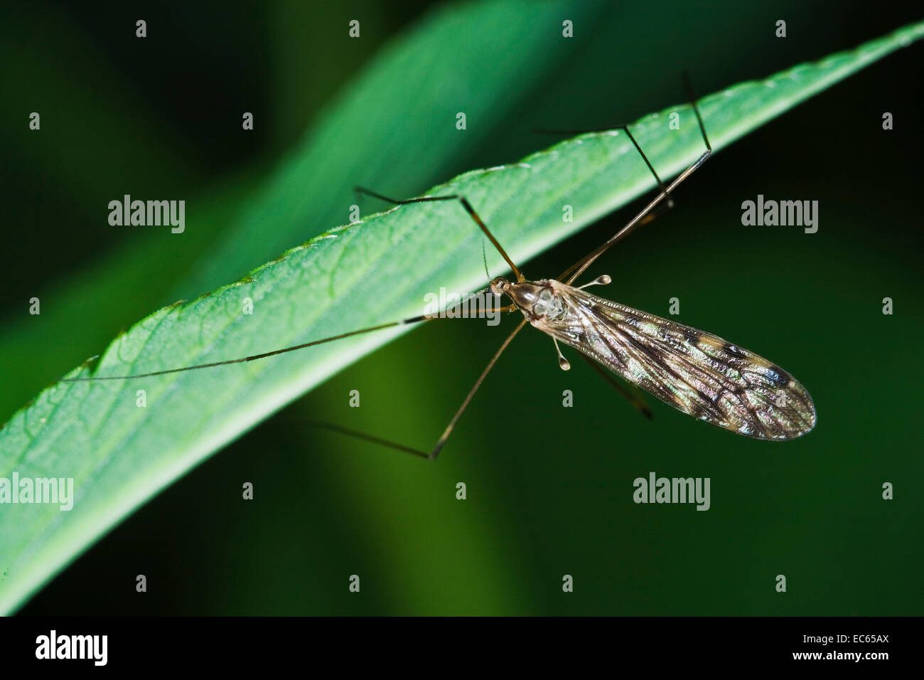 Insects tipulidae hi-res stock photography and images - Alamy
