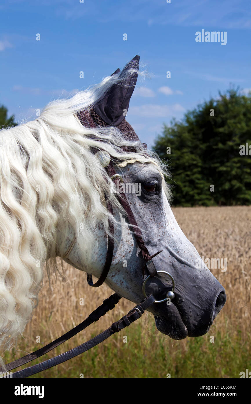 Horse mane animal horsey hi-res stock photography and images - Alamy