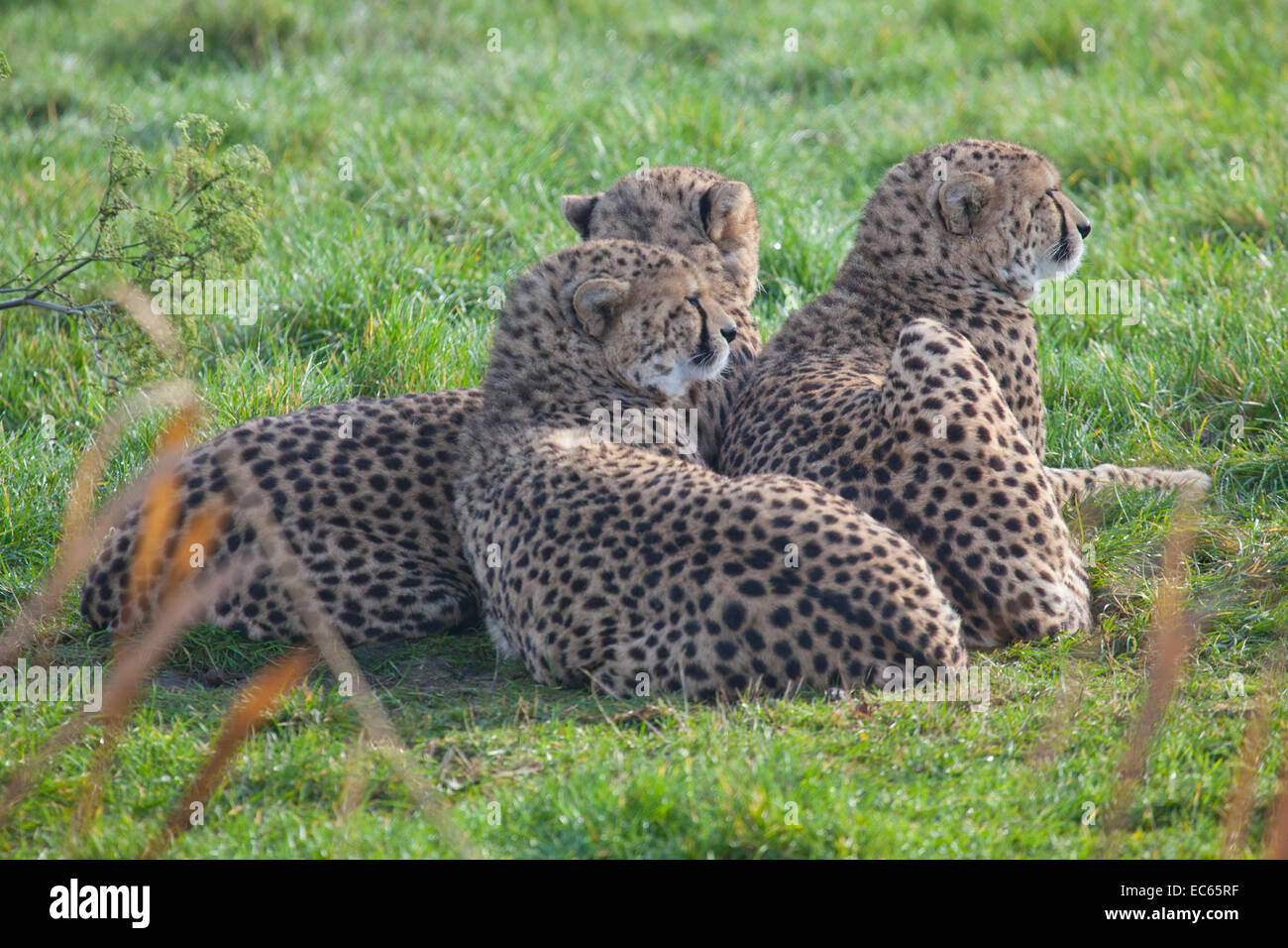 Three young cheetah relaxing in the sun Stock Photo - Alamy