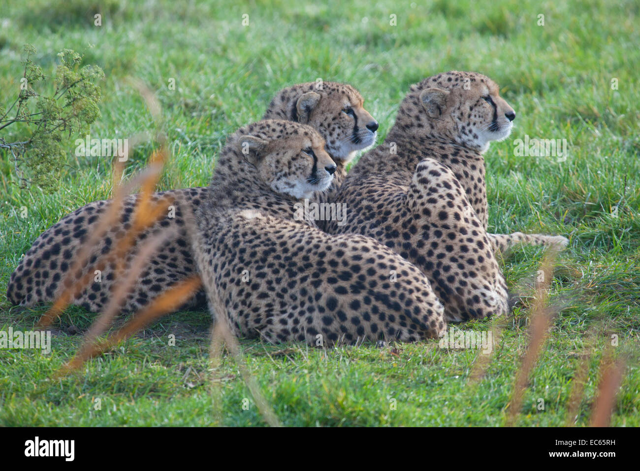 Cheetah in sun hi-res stock photography and images - Alamy