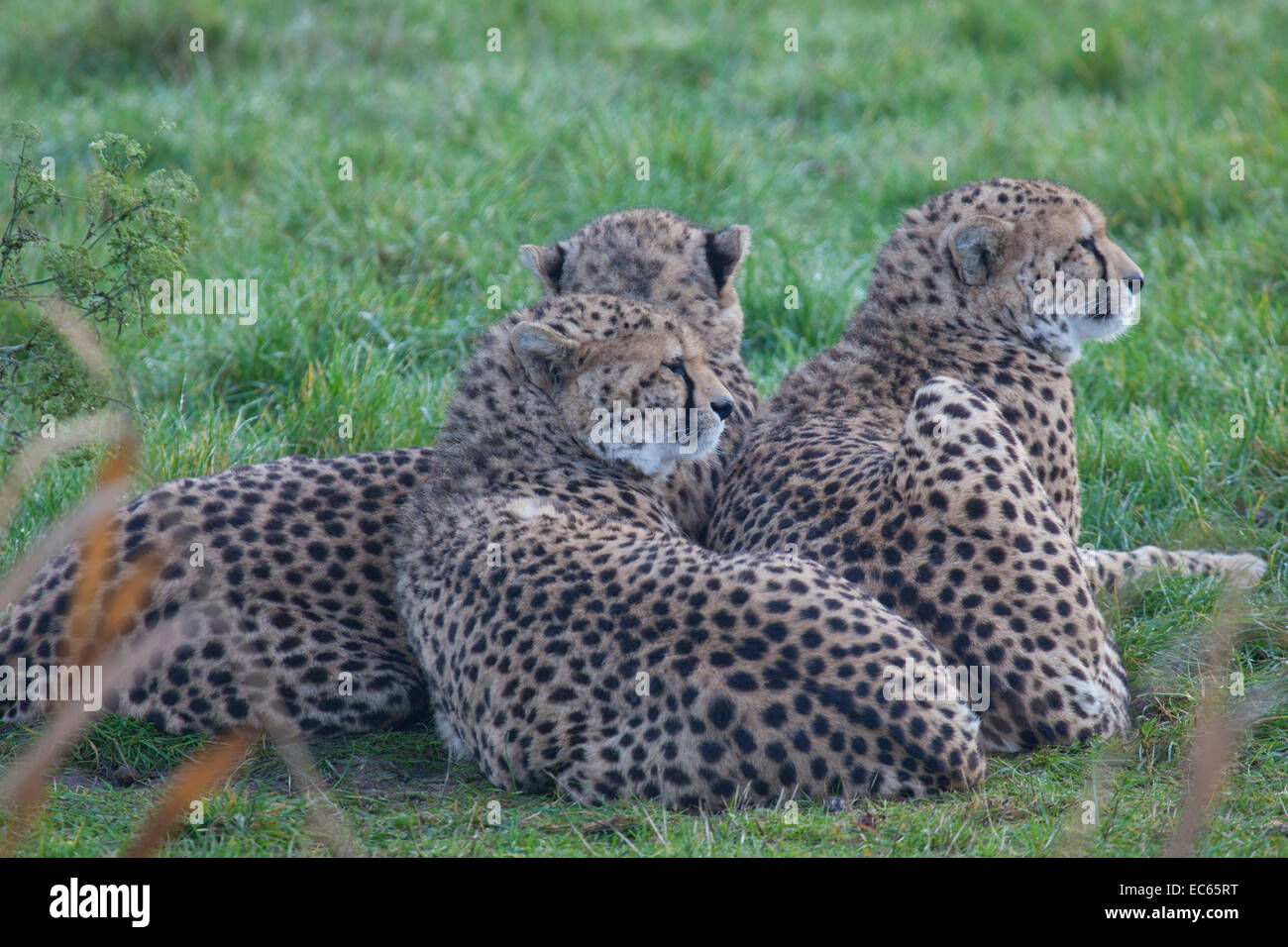 Three young cheetah relaxing in the sun Stock Photo - Alamy
