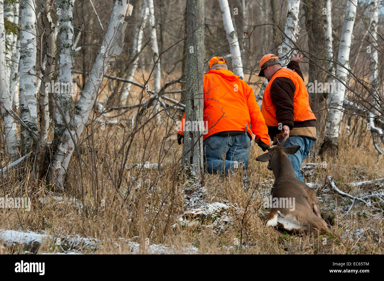 Whitetailed deer hunter hi-res stock photography and images - Alamy