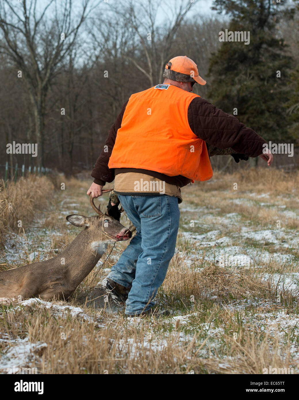 Whitetail deer buck november hi-res stock photography and images - Alamy
