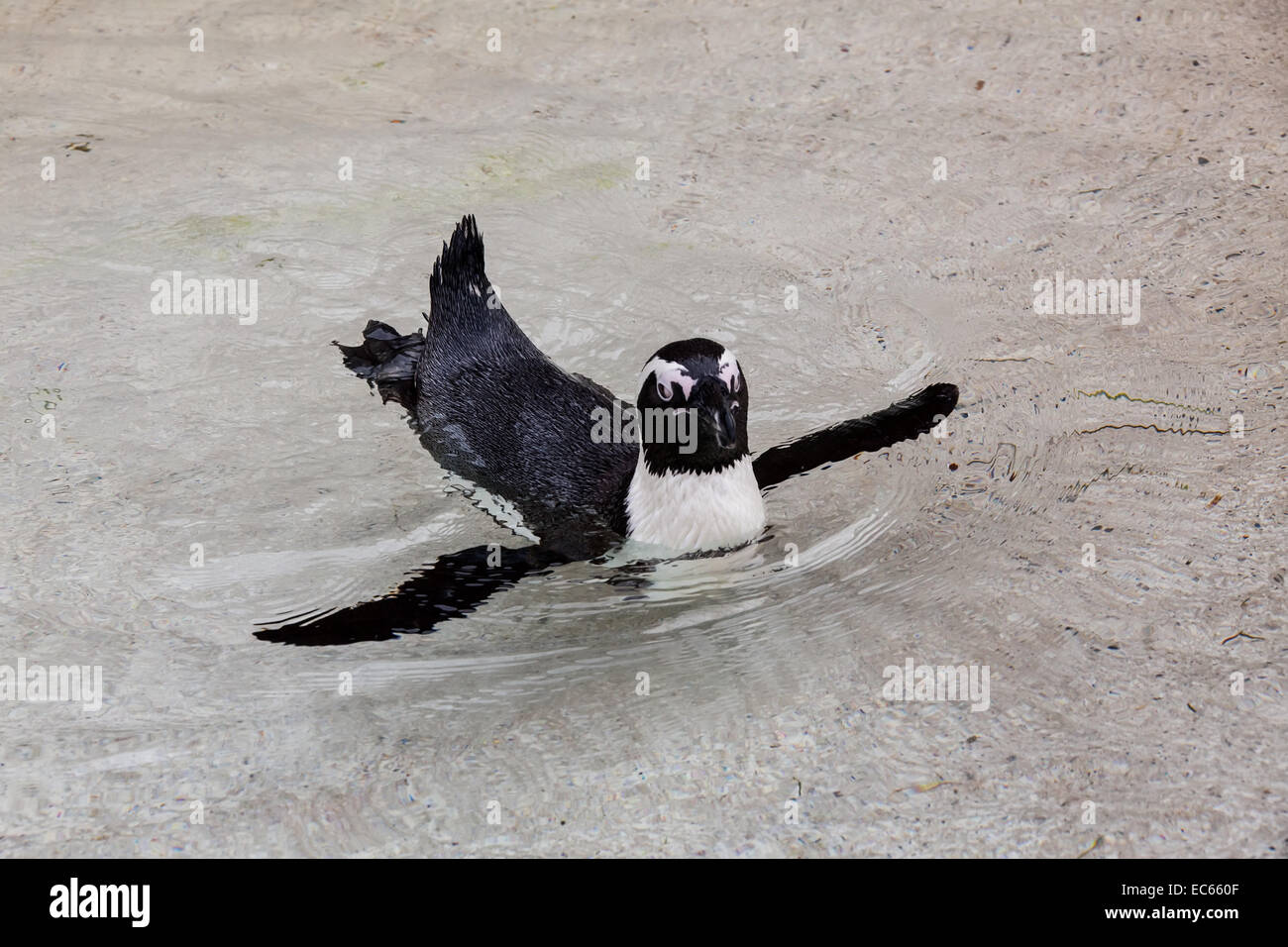 Penguin swimming zoo hi-res stock photography and images - Alamy