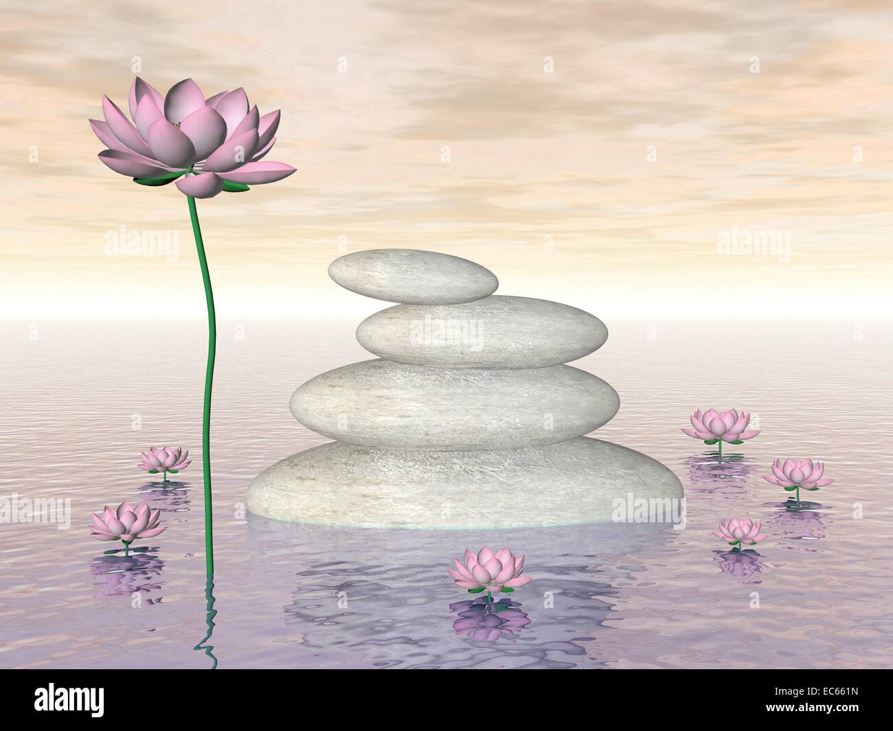 Pink lily flowers and leaves next to white stones upon water by ...