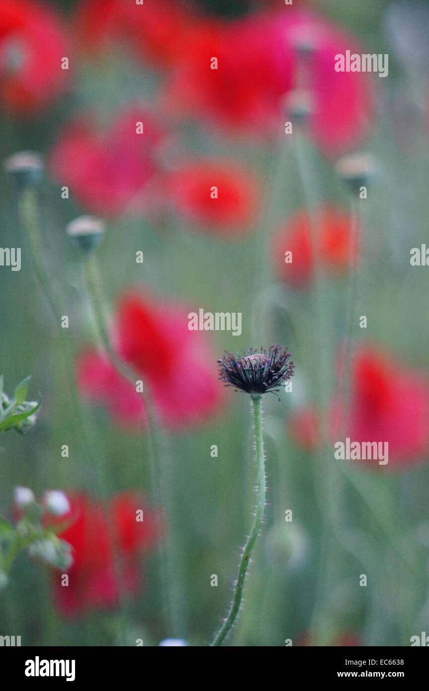 Poppy seed plant on hi-res stock photography and images - Alamy